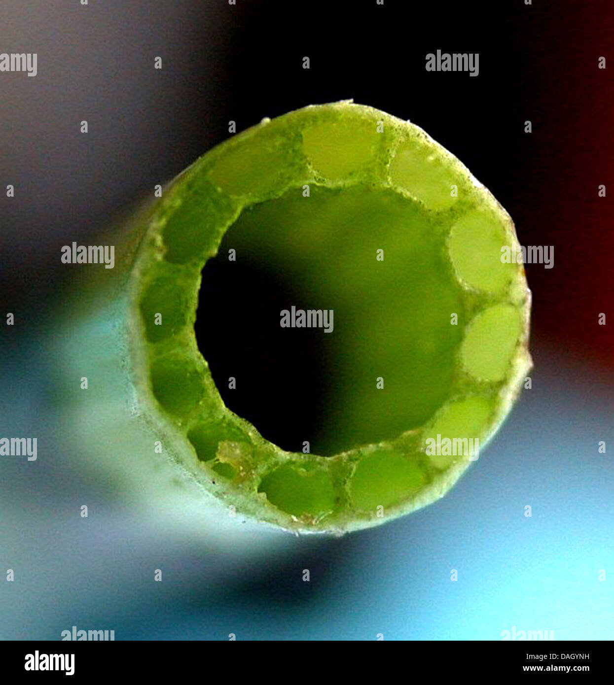 water horsetail (Equisetum fluviatile), cross section of sprout Stock ...