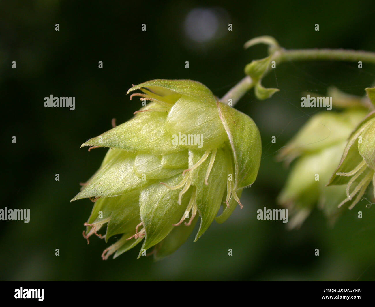 common hop (Humulus lupulus), female inflorescence, Germany Stock Photo ...
