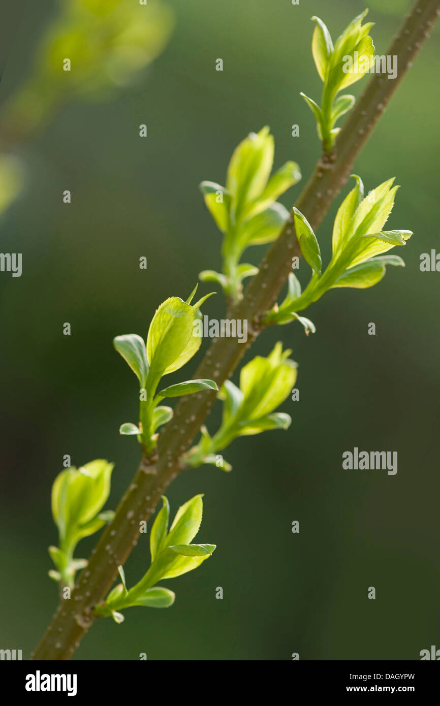 Forsythia Leaves High Resolution Stock Photography and Images - Alamy