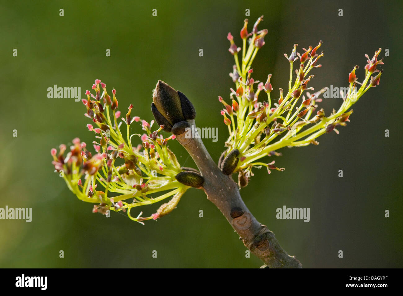 common ash, European ash (Fraxinus excelsior), female inflorescences ...