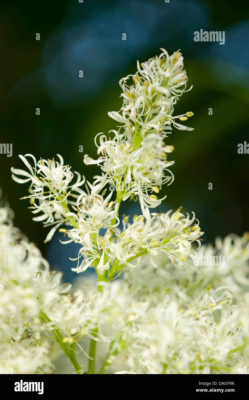 manna ash (Fraxinus ornus), blooming Stock Photo - Alamy