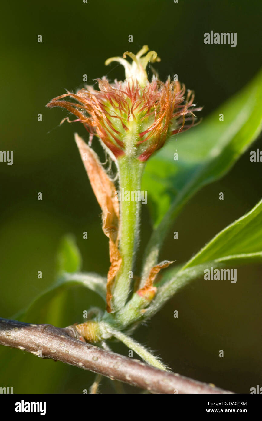 common beech (Fagus sylvatica), female inflorescence, Germany Stock ...