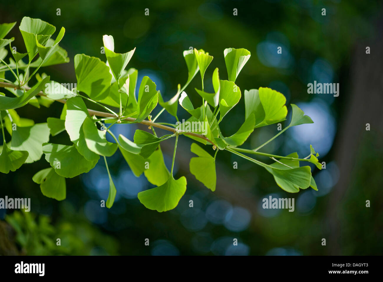 Ginkgo biloba leaves detail hi-res stock photography and images - Alamy