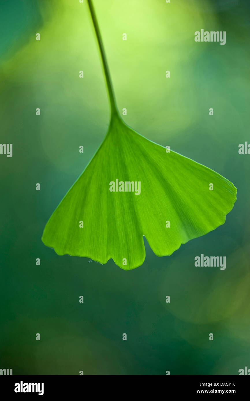 maidenhair tree, Ginkgo Tree, Gingko Tree, Ginko Tree (Ginkgo biloba ...