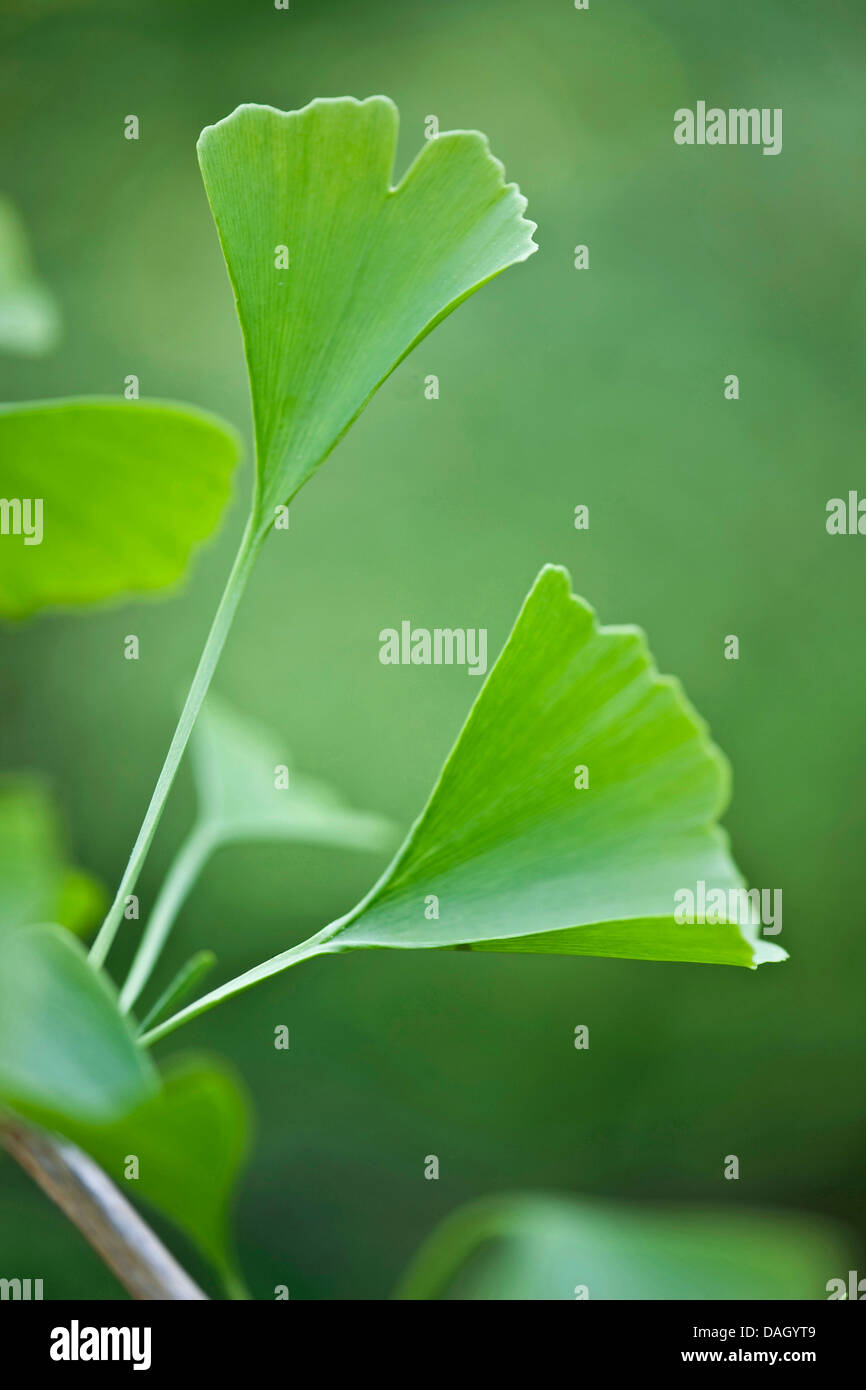 Ginkgoleaf hi-res stock photography and images - Alamy