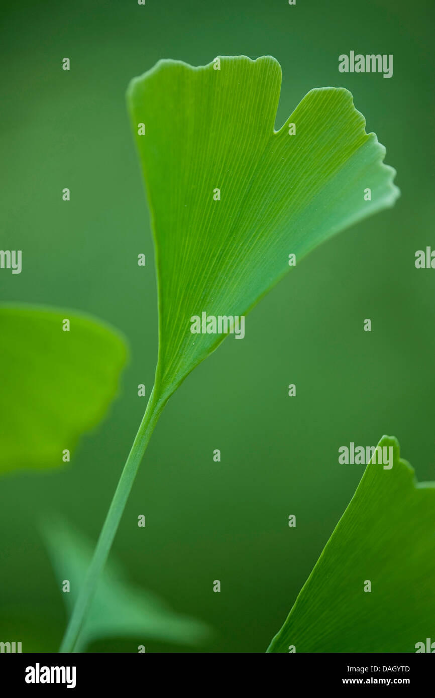 Ginkgo biloba leaf hi-res stock photography and images - Alamy