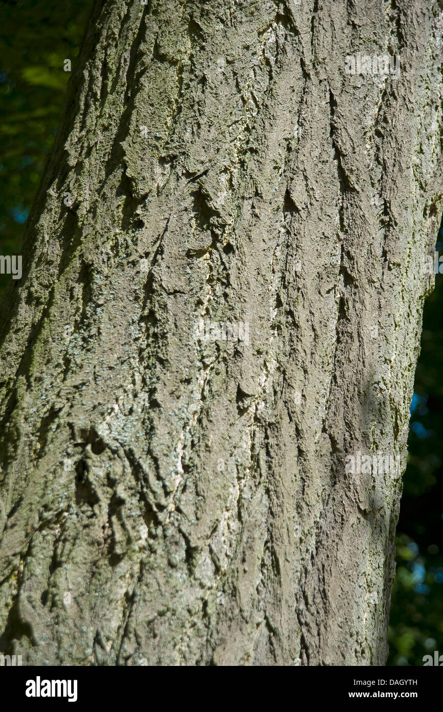Ginkgo Biloba Trunk High Resolution Stock Photography and Images - Alamy