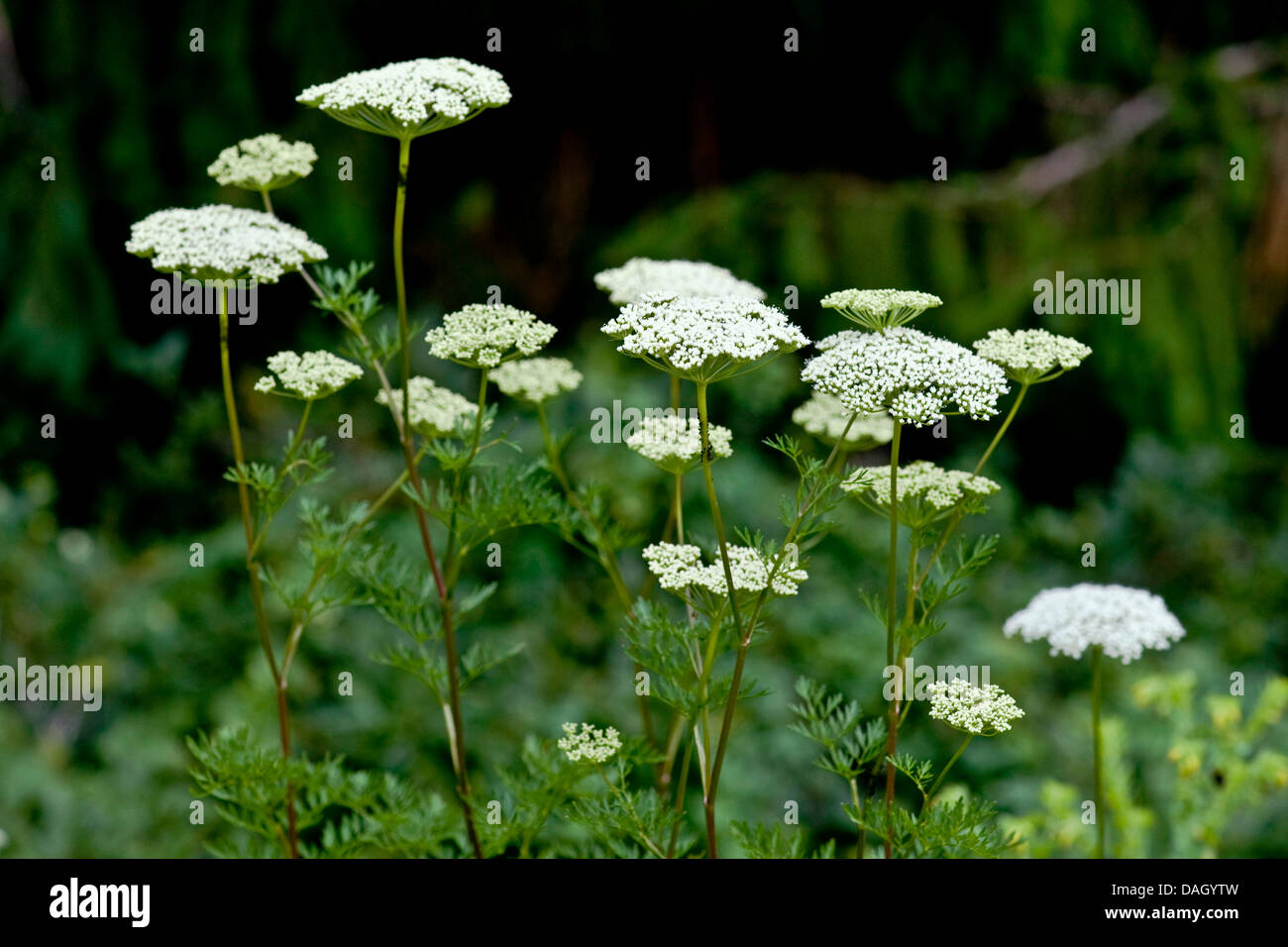 Grafia grafia golaka hi-res stock photography and images - Alamy
