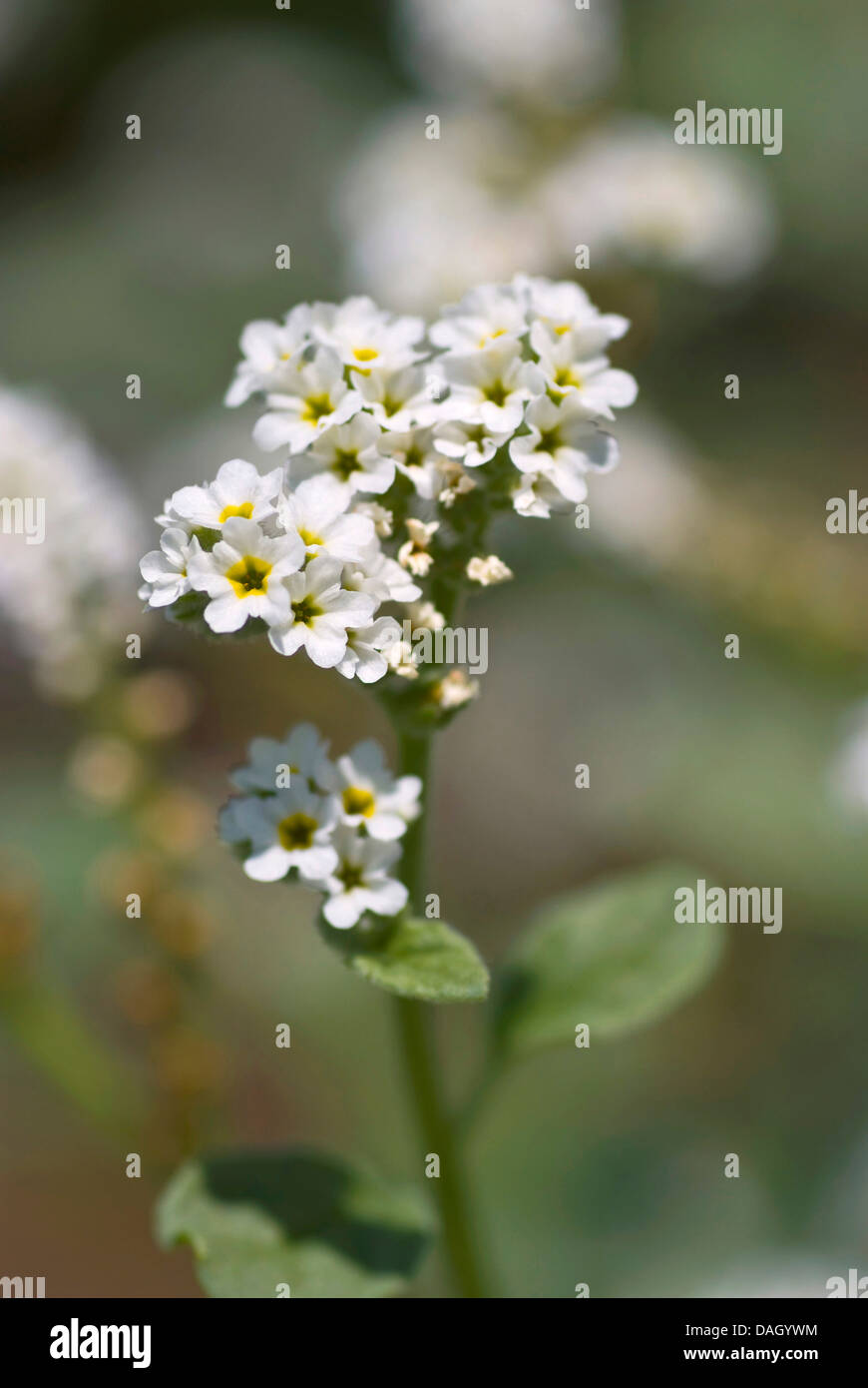 Heliotropium hi-res stock photography and images - Alamy