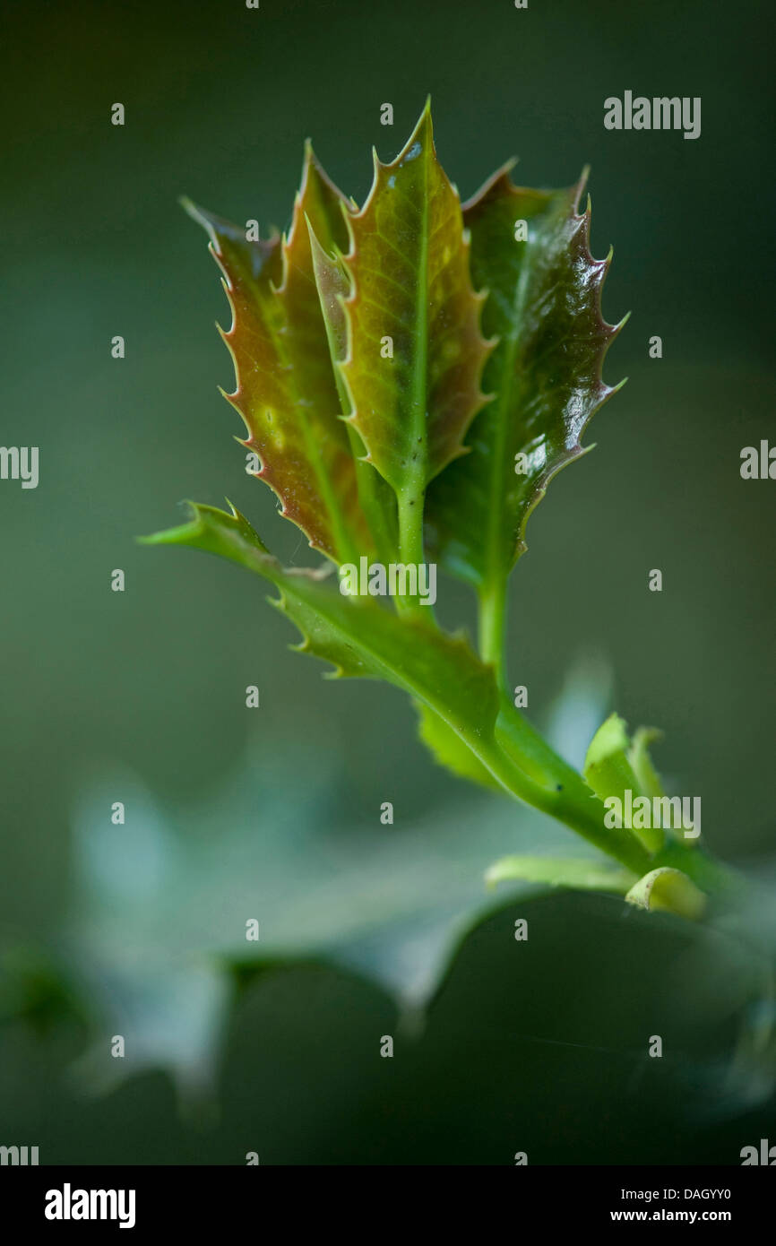 Holly leaves vertical hi-res stock photography and images - Alamy