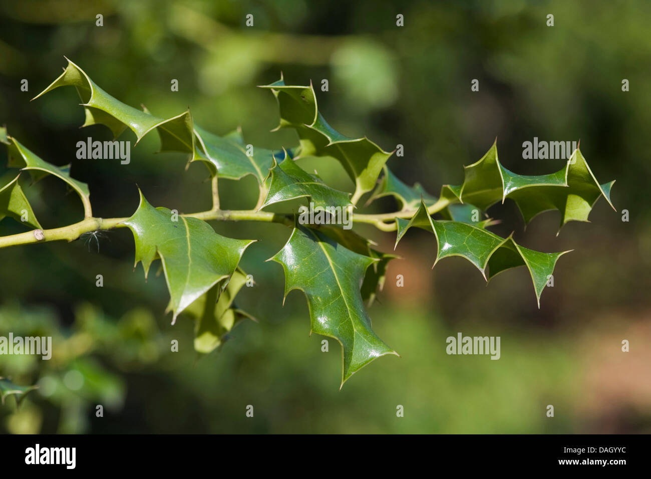 Holly leaves vertical hi-res stock photography and images - Alamy