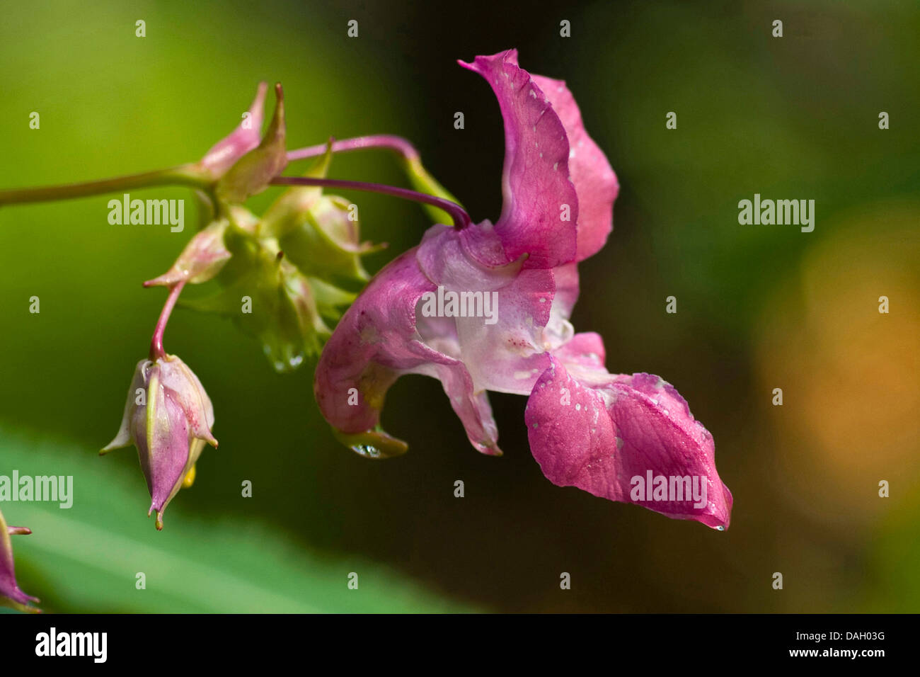 Indian balsam flower hi-res stock photography and images - Alamy
