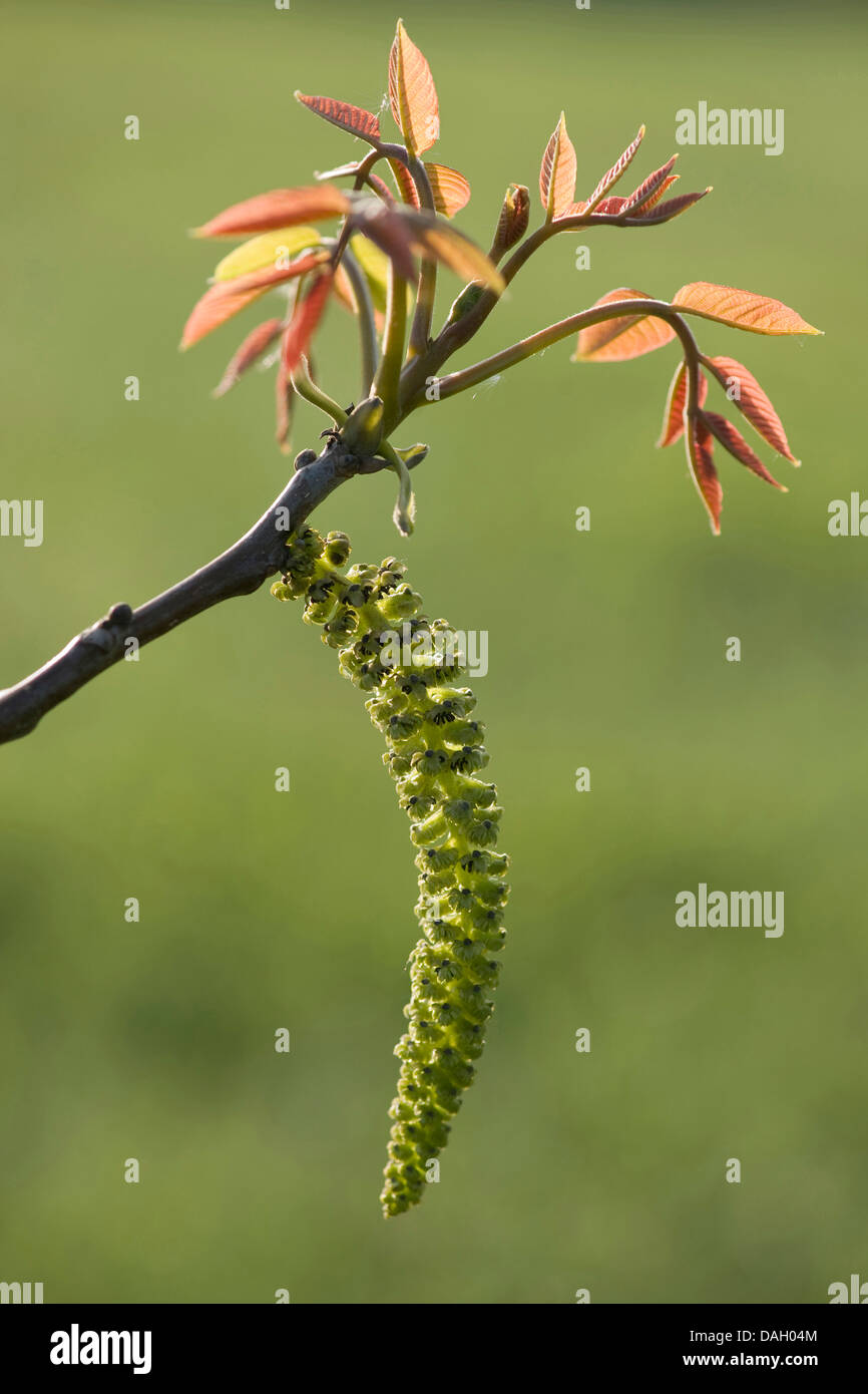 walnut (Juglans regia), leaf shoot and male catkin, Germany Stock Photo ...