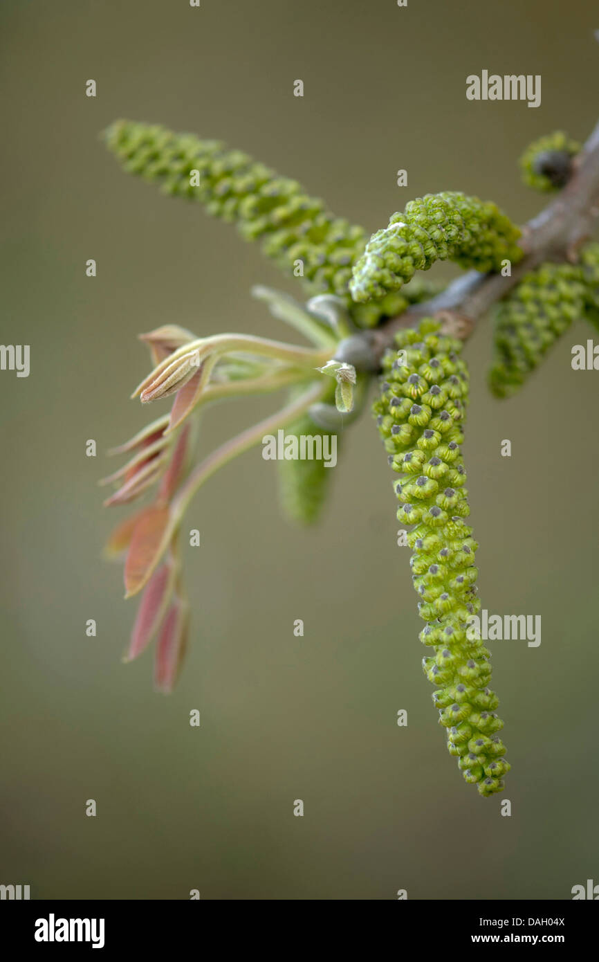 walnut (Juglans regia), leaf shoot and male catkins, Germany Stock ...