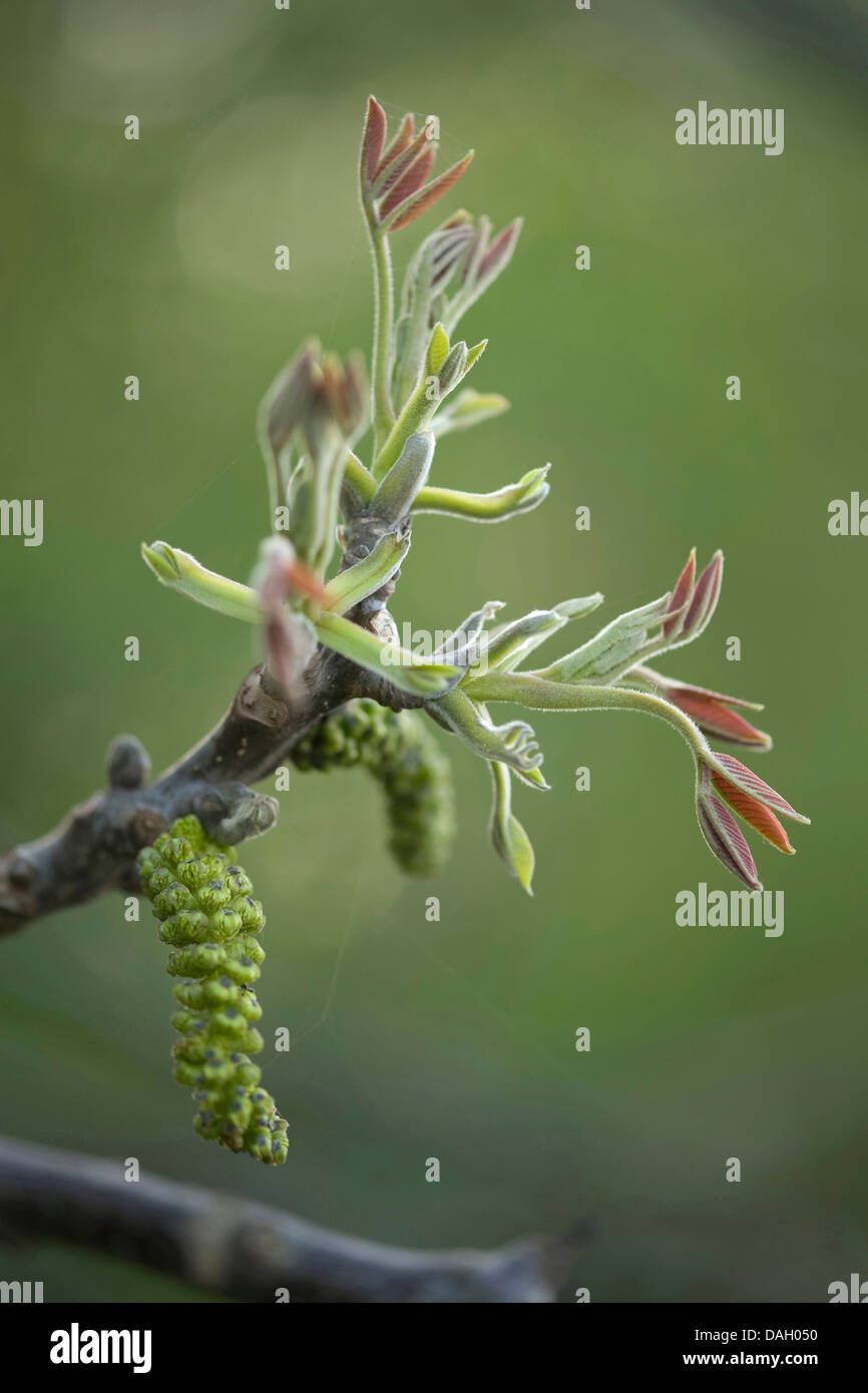 walnut (Juglans regia), leaf shoot and male catkins, Germany Stock ...