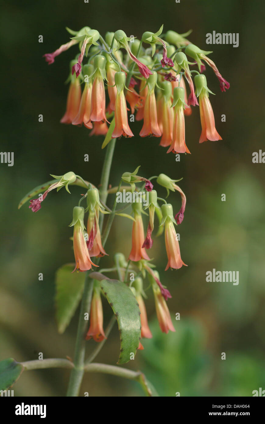 Kalanchoe (Kalanchoe rosei ssp. rosei), blooming Stock Photo - Alamy