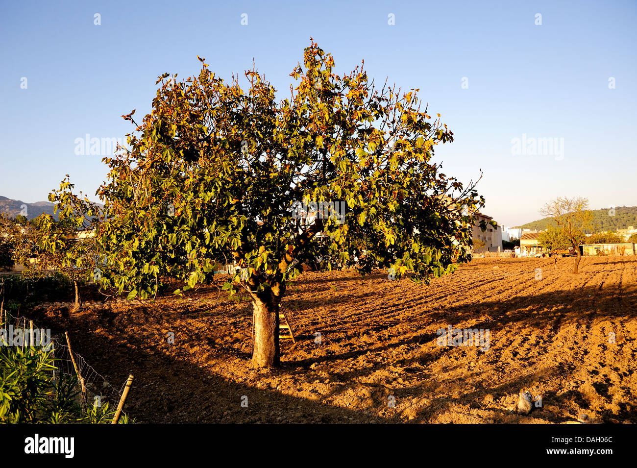 FIG TREE IN A FARMERS FIELD POLLENCA ON THE ISLAND OF MAJORCA MALLORCA ...