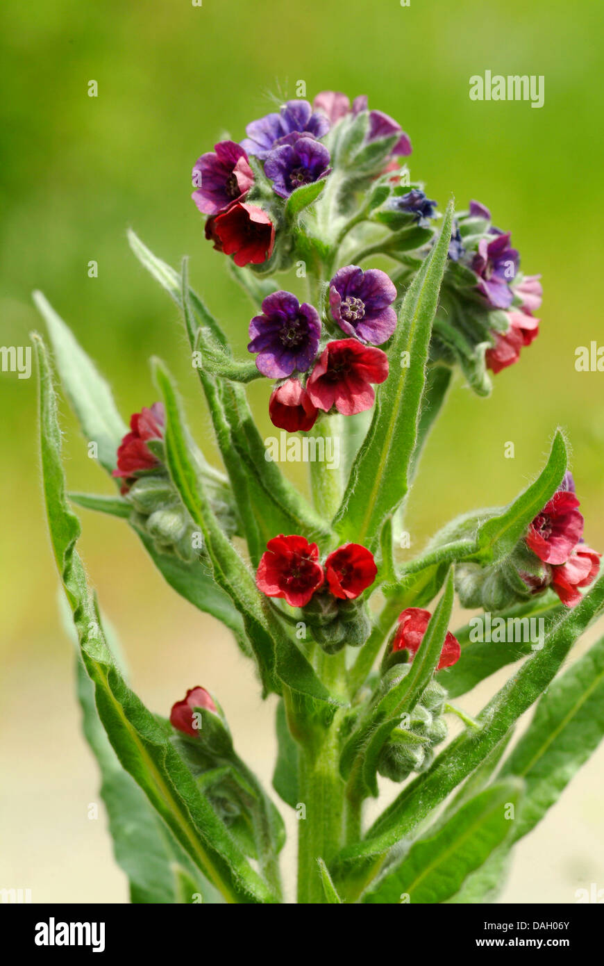 common hound's tongue, houndstoungue (Cynoglossum officinale), blooming ...