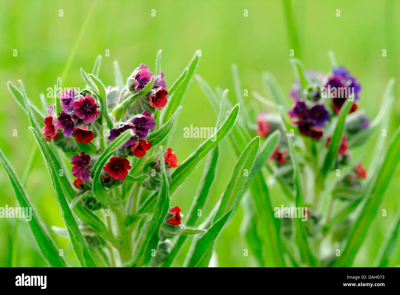 common hound's tongue, houndstoungue (Cynoglossum officinale), blooming ...