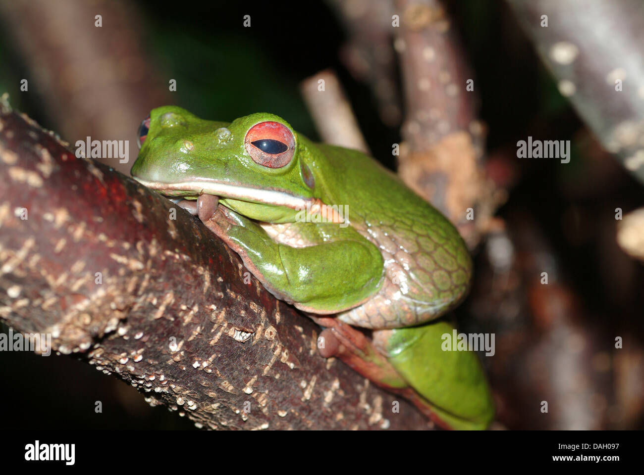 White-Lipped Tree Frog (Litoria infrafrenata), on a branch Stock Photo ...
