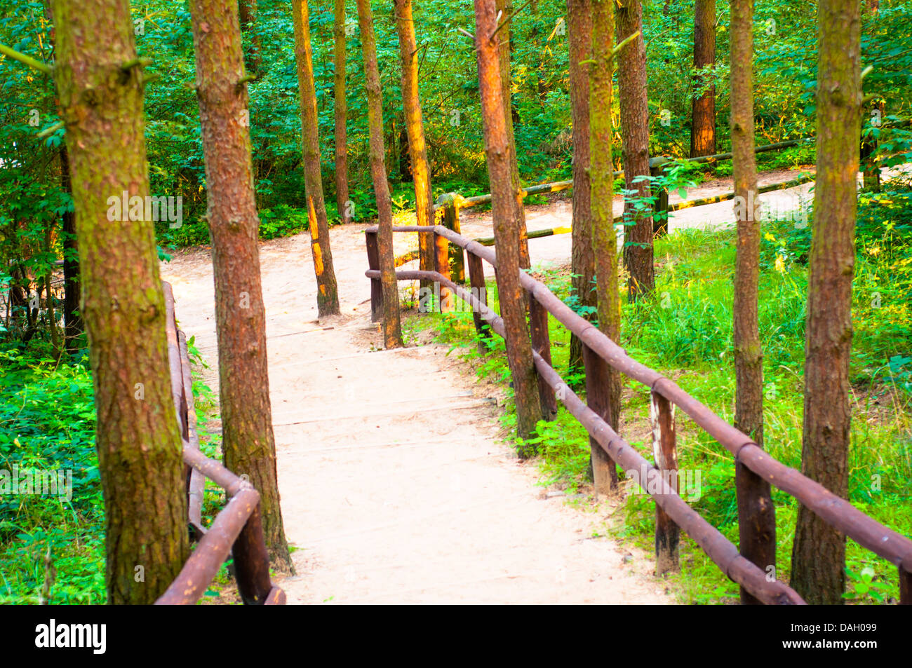 An image of the pathway in the wood Stock Photo - Alamy