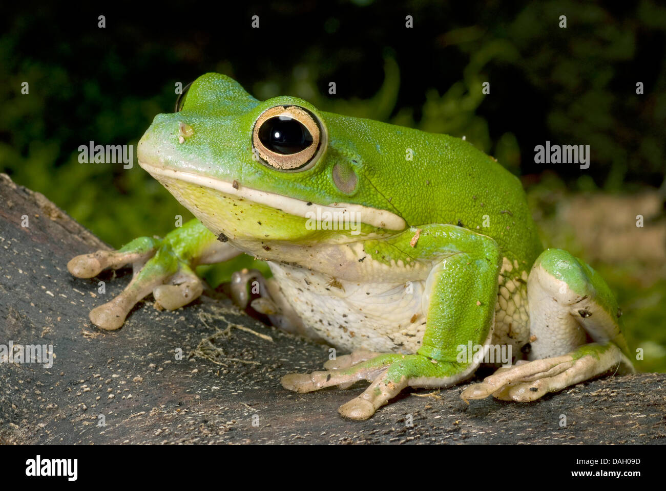 White-Lipped Tree Frog (Litoria infrafrenata), on a branch Stock Photo ...