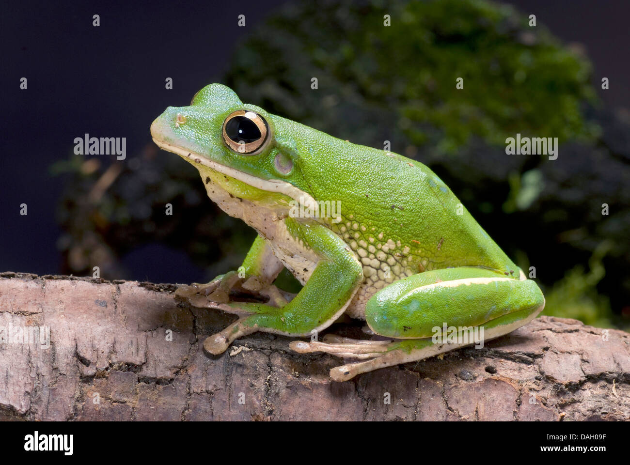 White-Lipped Tree Frog (Litoria infrafrenata), on a branch Stock Photo ...