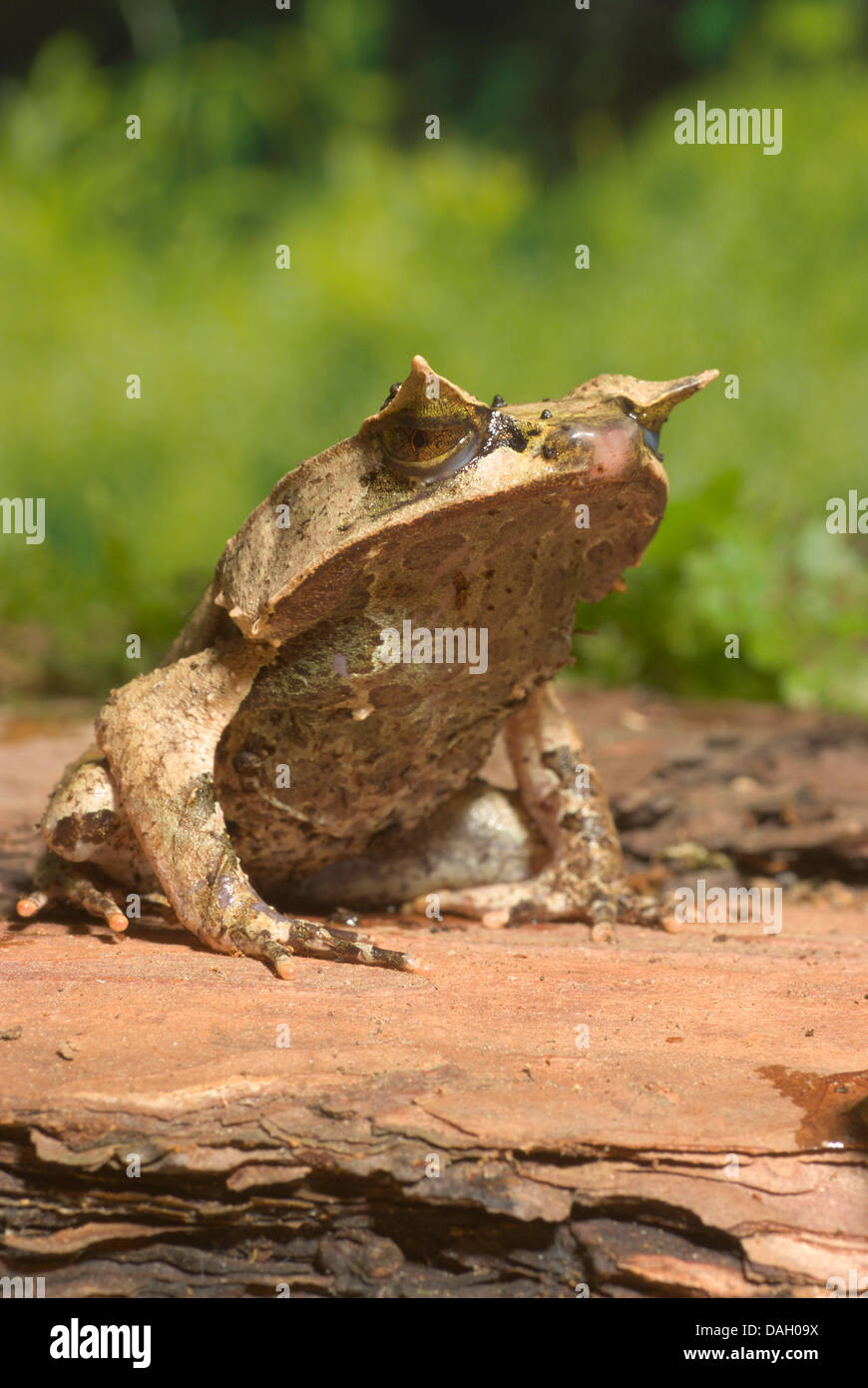 Malayan Horned Frog, Asian horned frog, Asian Spadefoot Toad, Javan ...