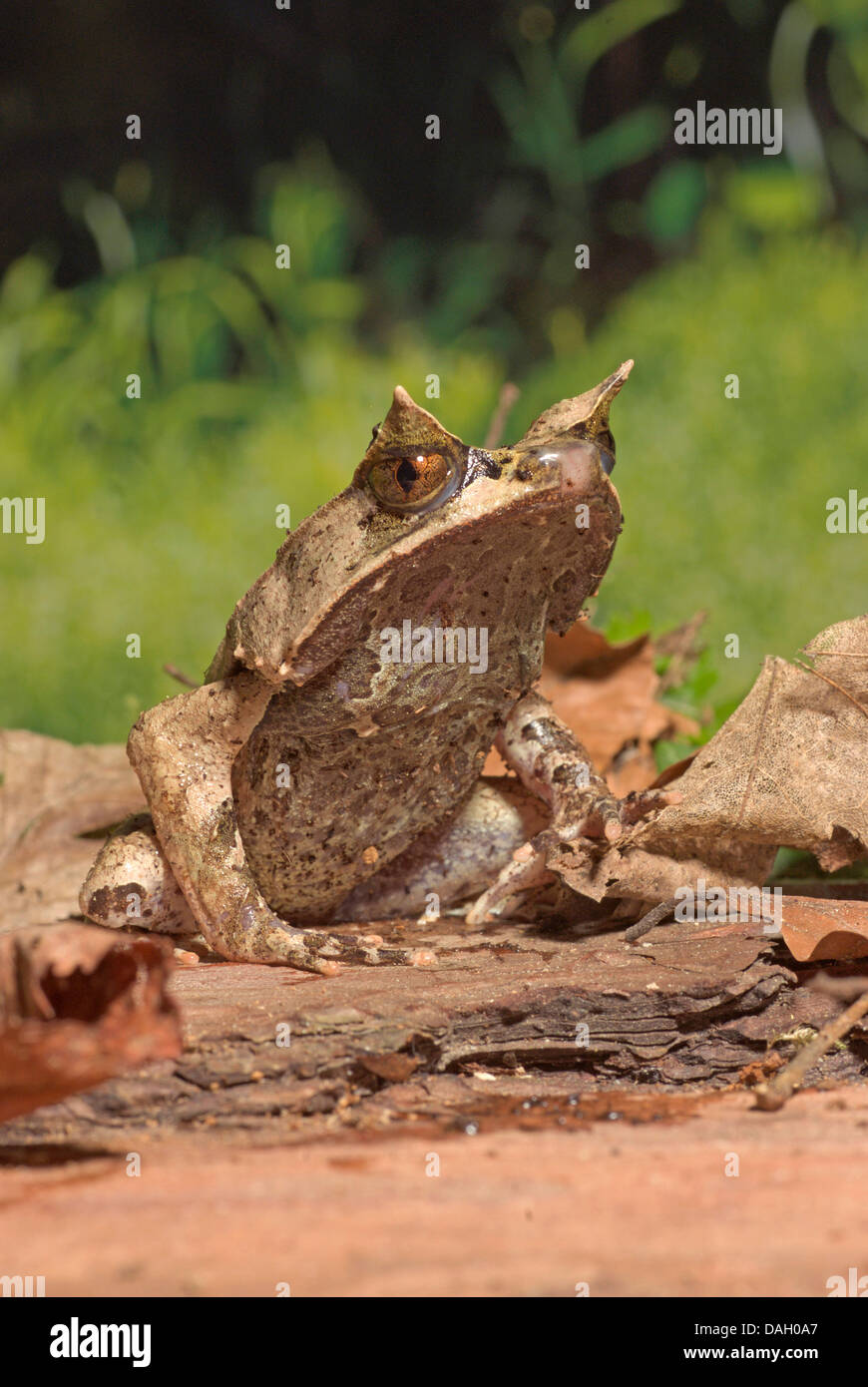Malayan Horned Frog, Asian horned frog, Asian Spadefoot Toad, Javan ...