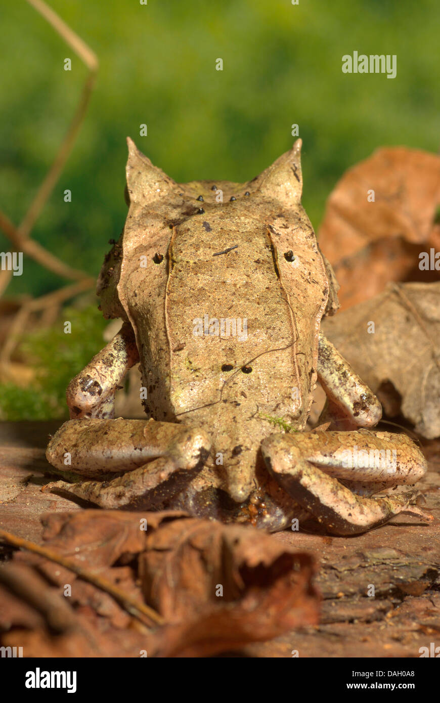 Malayan Horned Frog, Asian horned frog, Asian Spadefoot Toad, Javan ...
