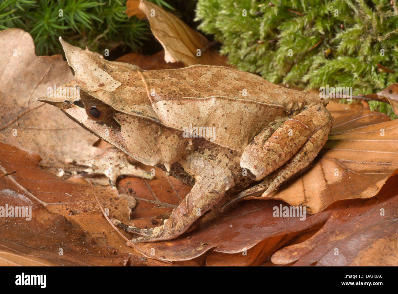 Long-nosed Horned Frog, Malayan Horned Frog, Malayan Leaf Frog ...