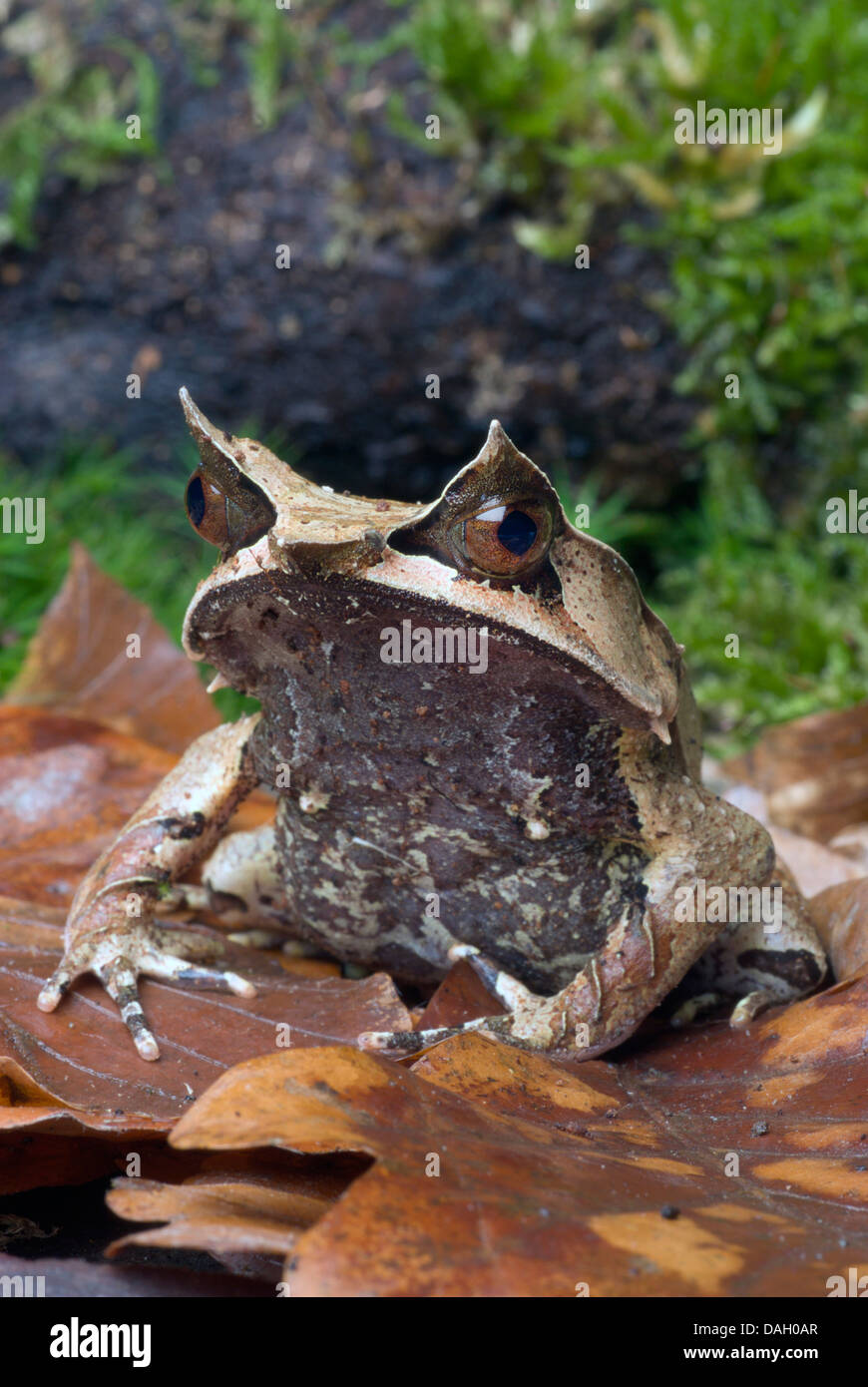 Long-nosed Horned Frog, Malayan Horned Frog, Malayan Leaf Frog ...