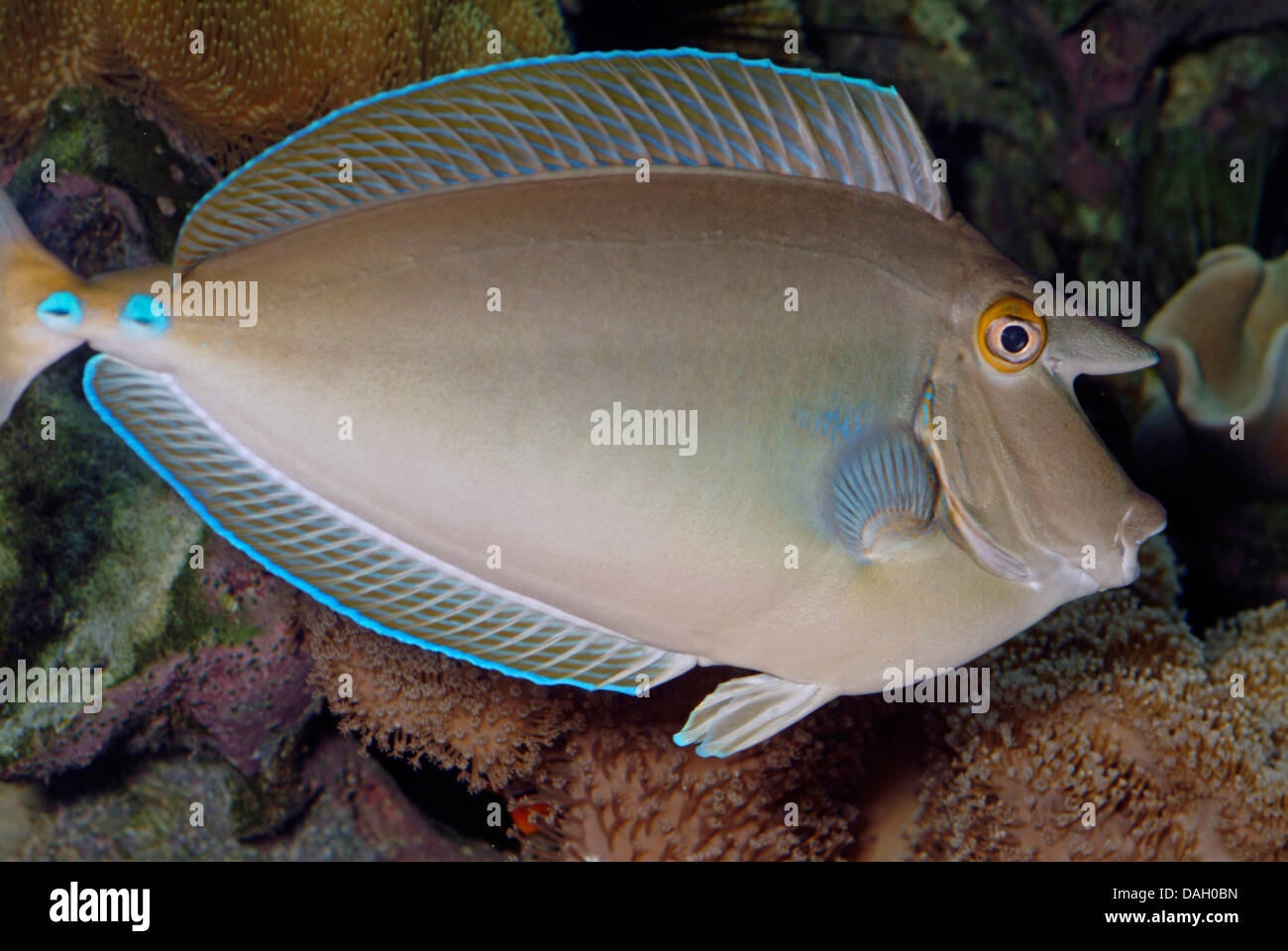 Short nose unicornfish hi-res stock photography and images - Alamy