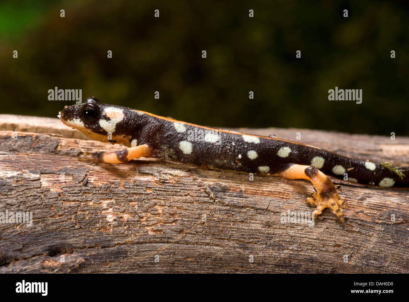 Kaisers hi-res stock photography and images - Alamy