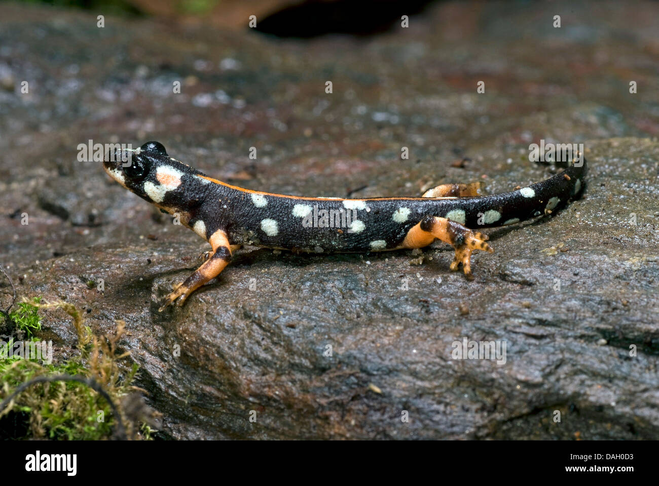 Kaisers hi-res stock photography and images - Alamy