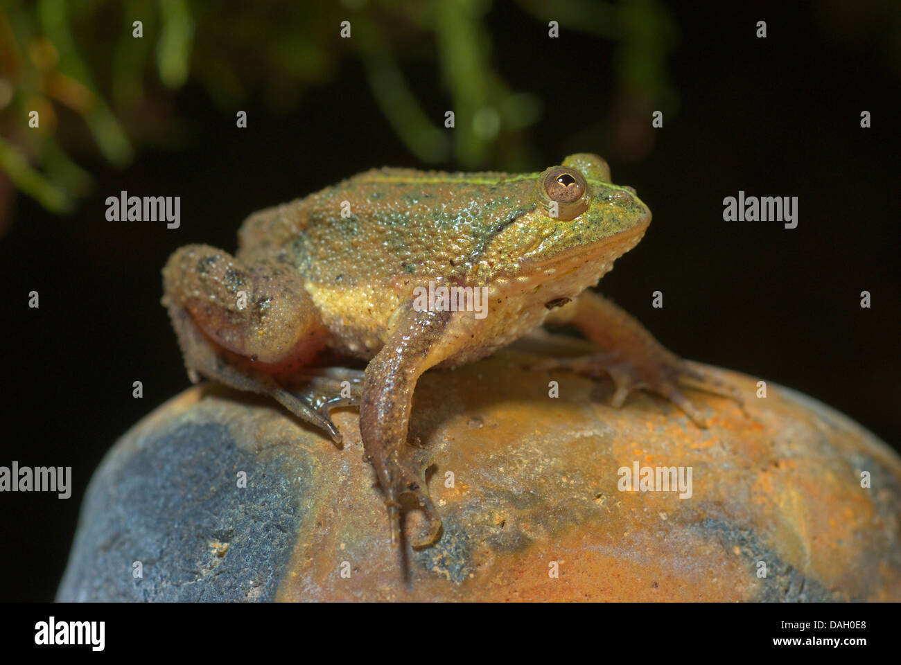 Green puddle-frog, Indonesian floating frog (Occidozyga lima), on a ...