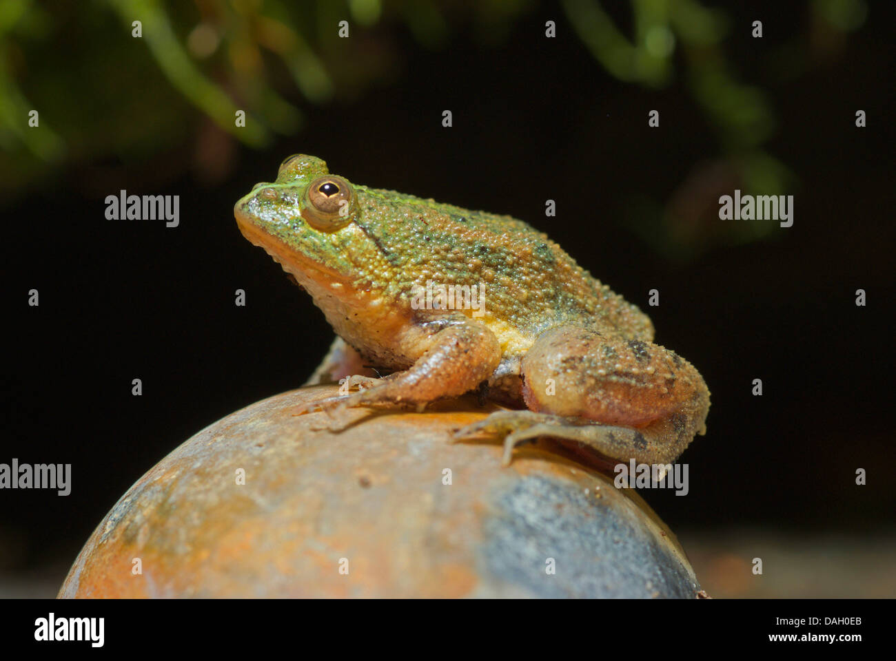 Green puddle-frog, Indonesian floating frog (Occidozyga lima), on a ...