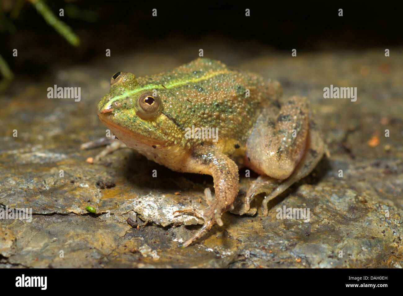 Green puddle-frog, Indonesian floating frog (Occidozyga lima), on a ...
