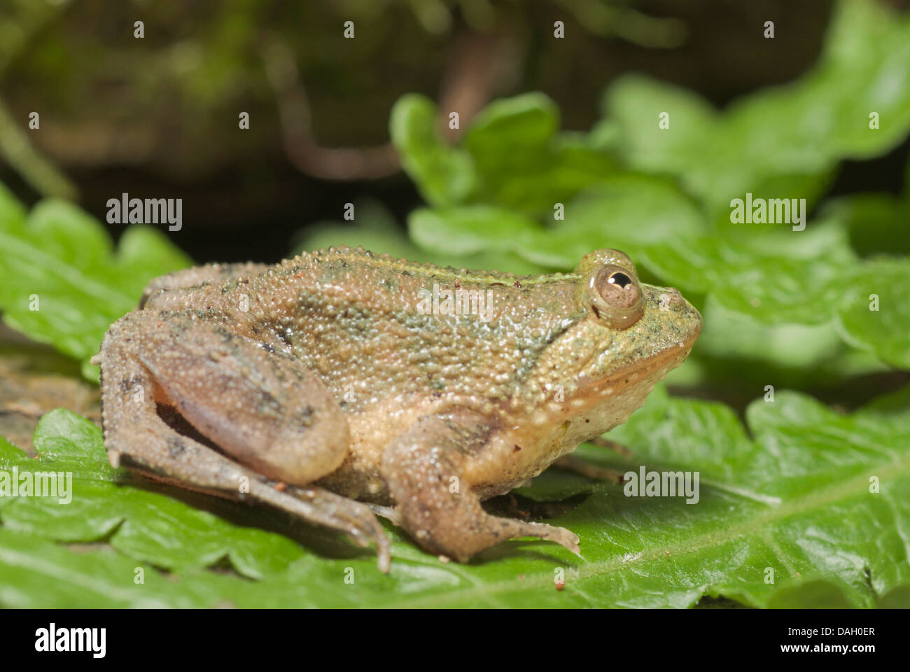 Green puddle-frog, Indonesian floating frog (Occidozyga lima), on green ...