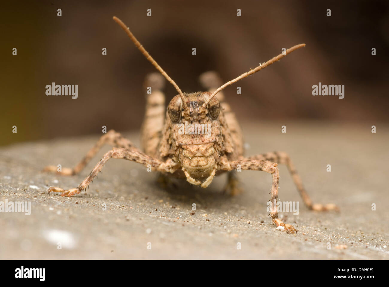 blue-winged grasshopper (Oedipoda coerulescens), front view, Germany ...