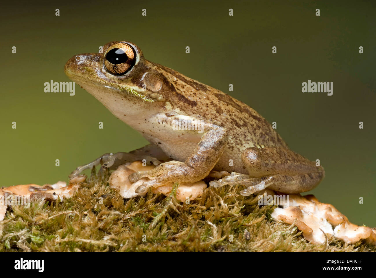 Cuban Treefrog (Osteopilus septentrionalis, Hyla septentrionalis), on ...
