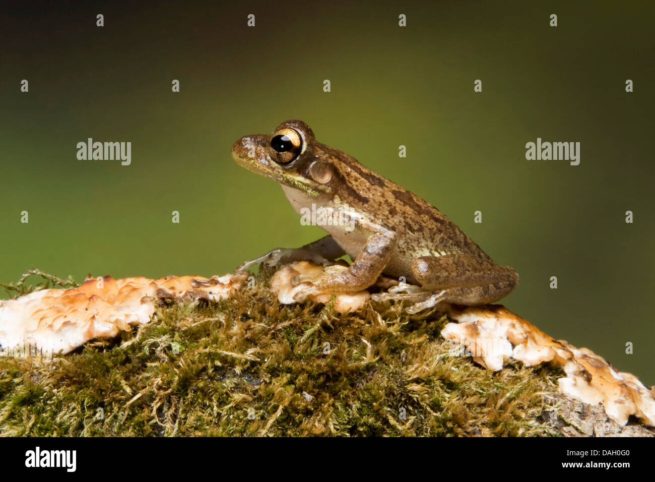 Cuban Treefrog (Osteopilus septentrionalis, Hyla septentrionalis), on ...