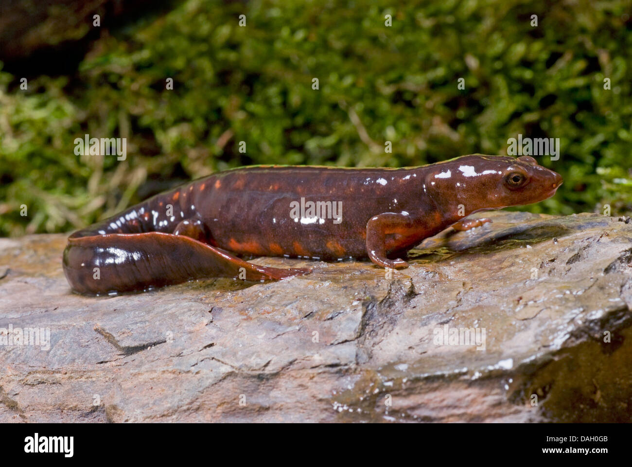 Pachytriton labiatus hi-res stock photography and images - Alamy