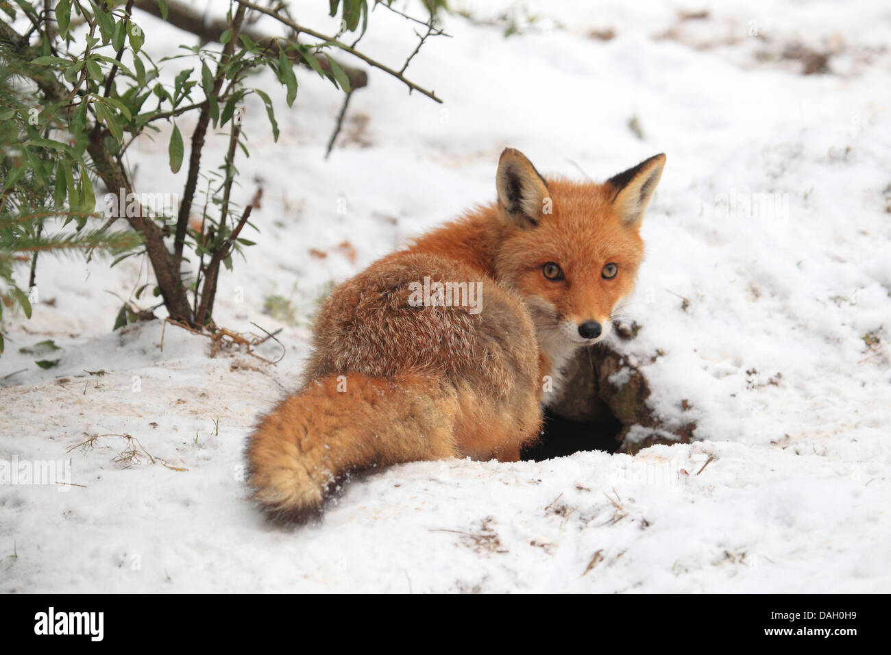 Foxs burrow hi-res stock photography and images - Alamy