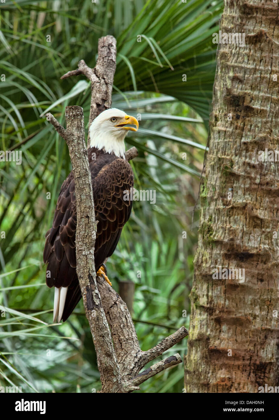 Eagle feathers hi-res stock photography and images - Alamy