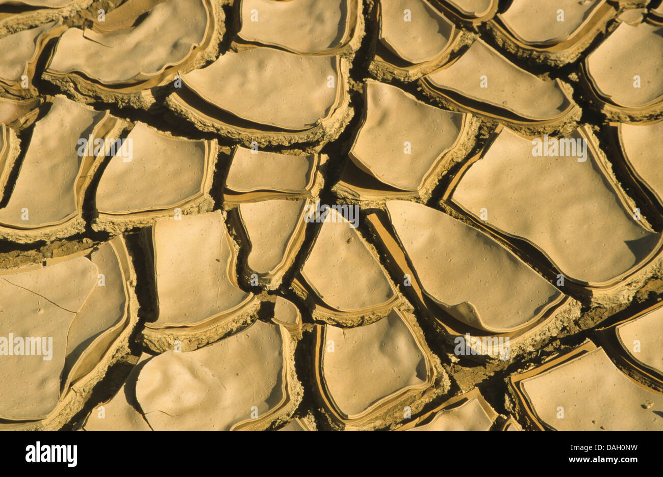 fissure structure in dry soil ground in the Kalahari, South Africa ...