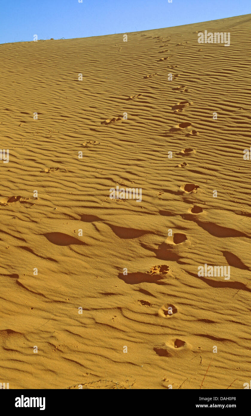 tracks in the sand of the Kalahari, South Africa Stock Photo - Alamy
