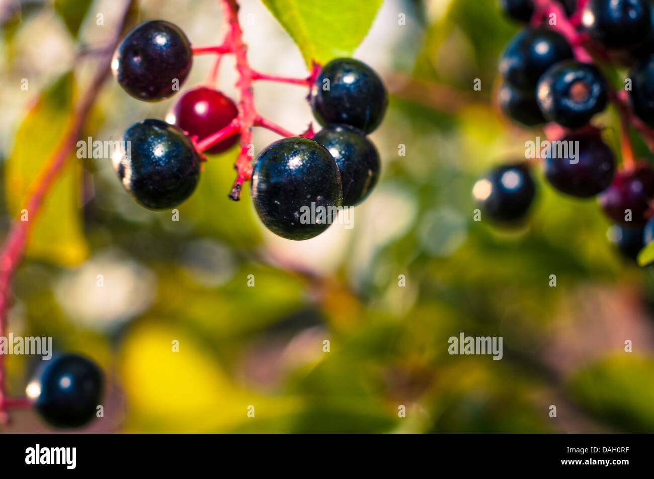 An image of aronia fruits Stock Photo - Alamy