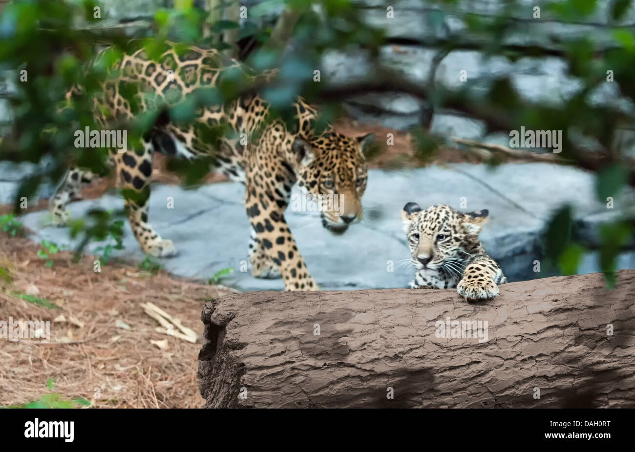 Jaguar mother and cub Stock Photo - Alamy