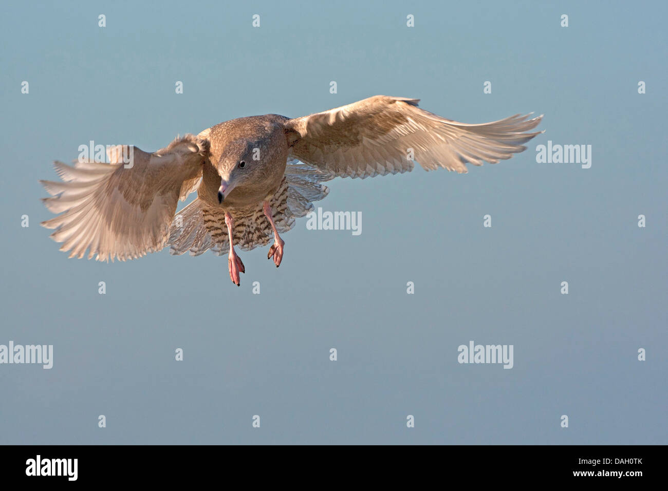 Flying feet hi-res stock photography and images - Alamy